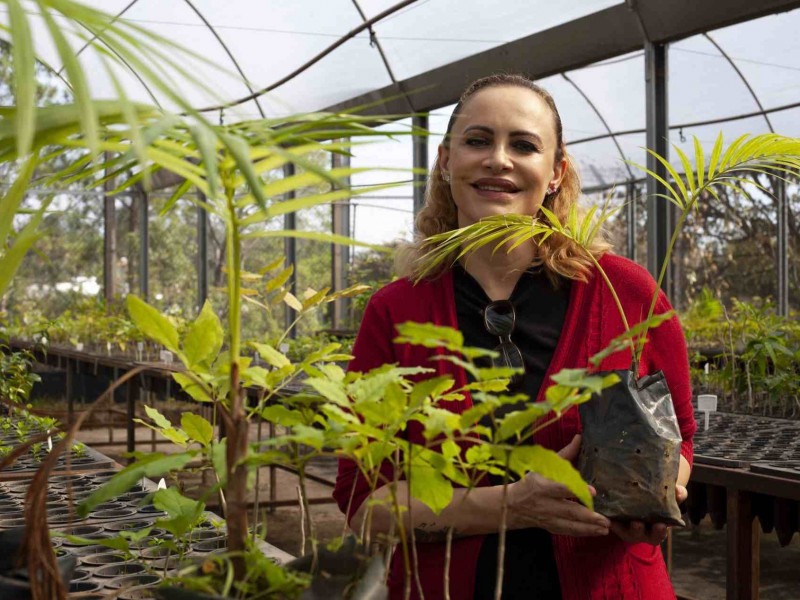 Fruto da palmeira jussara pode ser 100% aproveitado como cosmético
