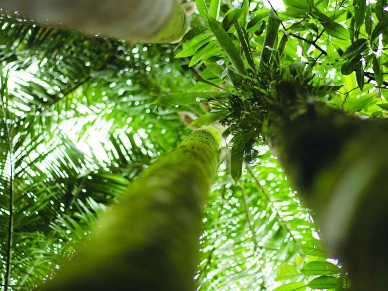 Fruto da palmeira jussara pode ser 100% aproveitado como cosmético