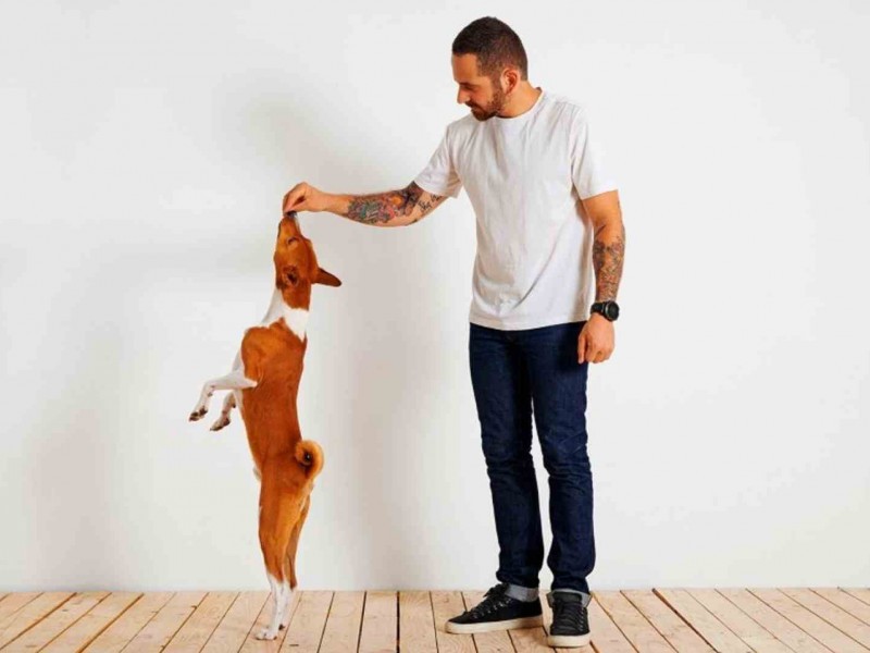 A importância dos comandos para os cães