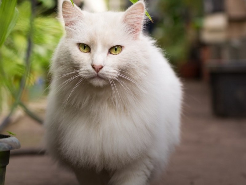 Conheça o gato angorá