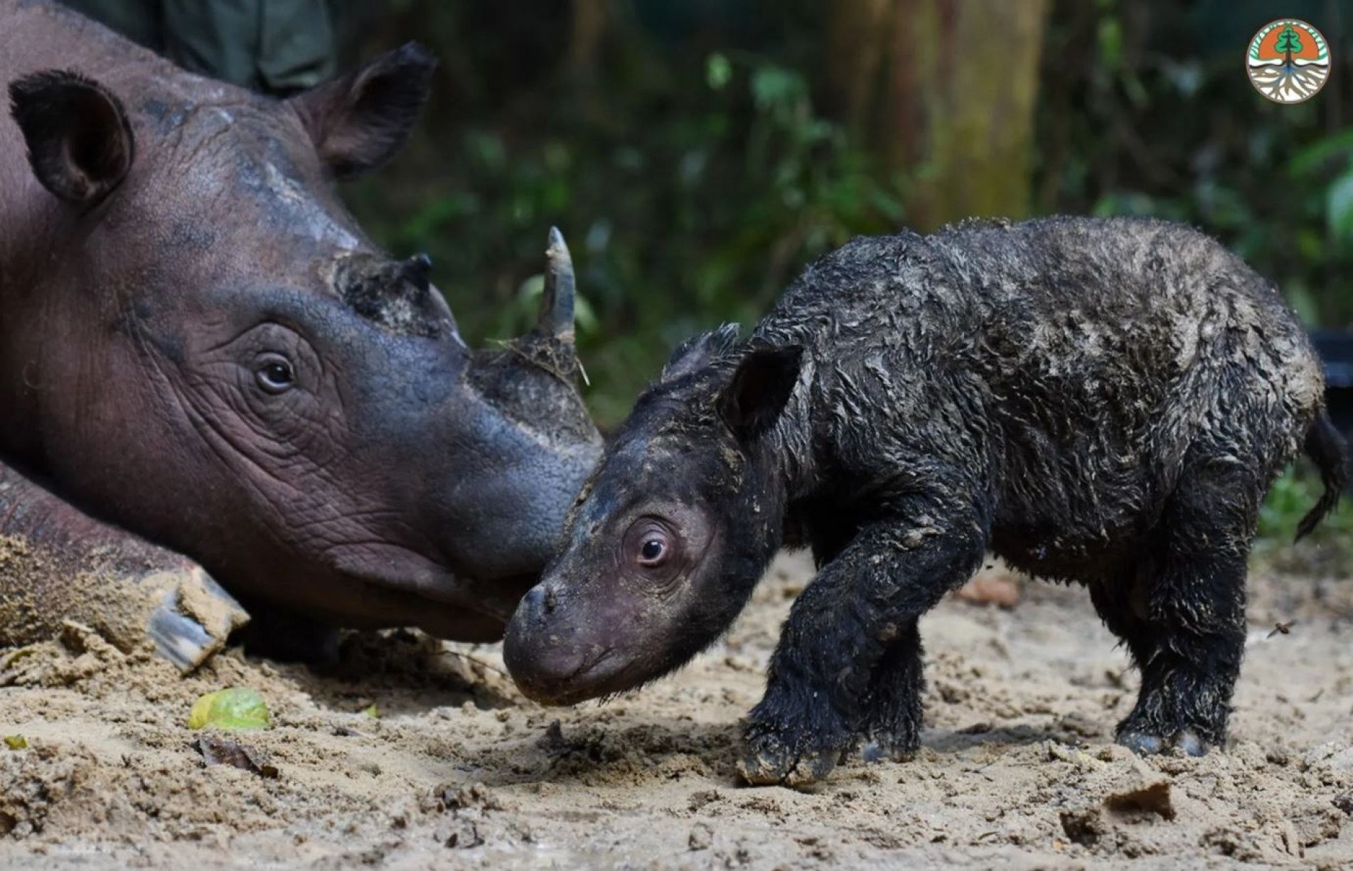 Rinoceronte raro nasce na Indonésia