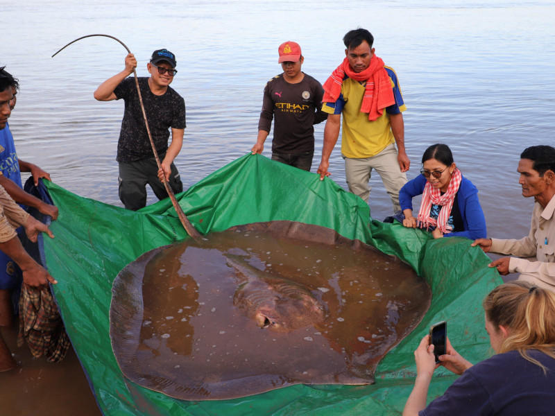 Arraia gigante é encontrada no Cambodja
