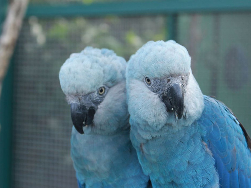Ararinha-azul volta aos céus da caatinga