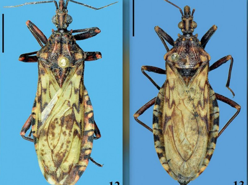 Descoberta nova espécie de barbeiro capaz de transmitir Chagas