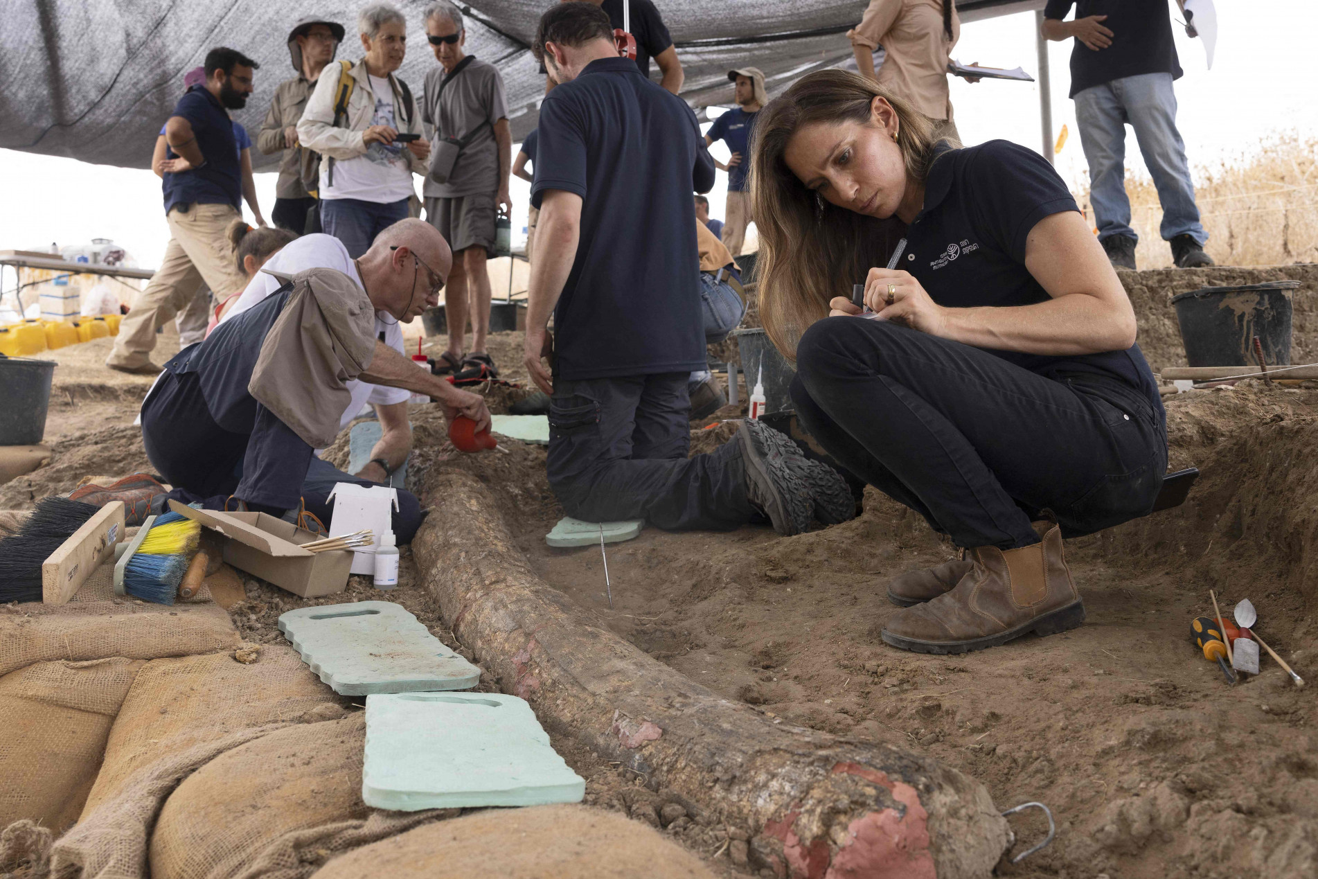 Presa de elefante de 500 mil anos é descoberta
