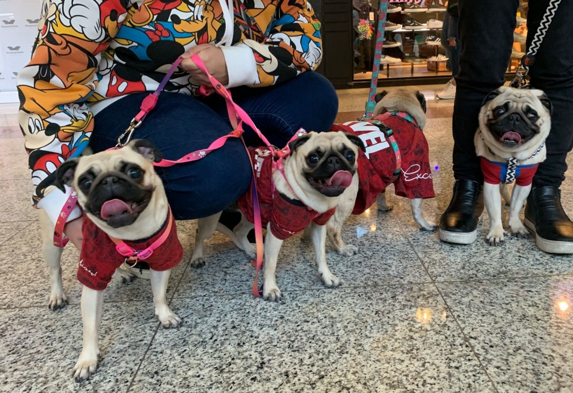 Encontro de pugs no shopping Cidade