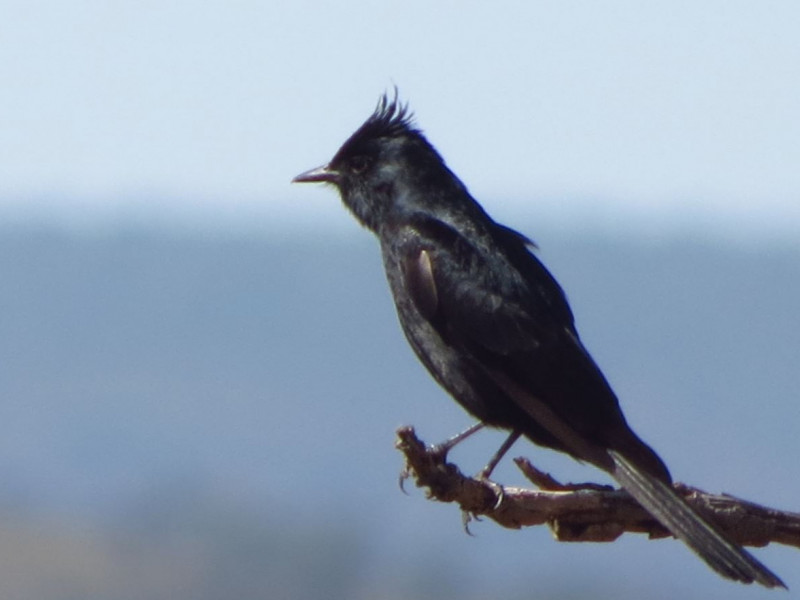 Maria-preta-de-penacho