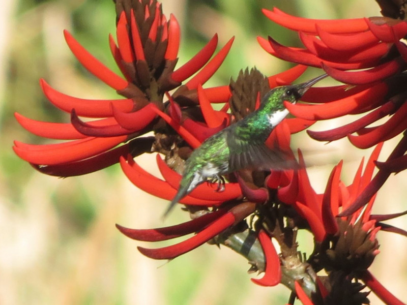 Beija-flor-de- papo-branco