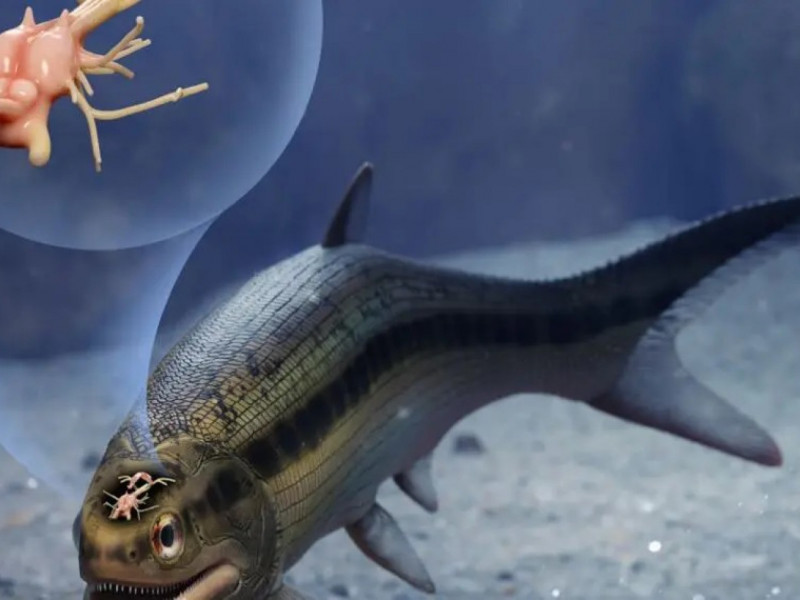 Brasileiro descobre cérebro de peixe com 319 milhões de anos