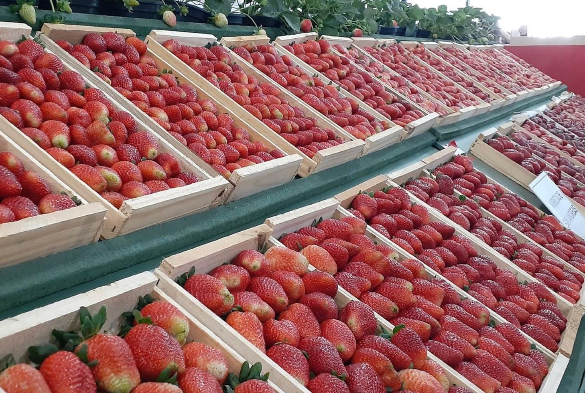 Festa do Morango de Atibaia e Jarinu promove o cicloturismo