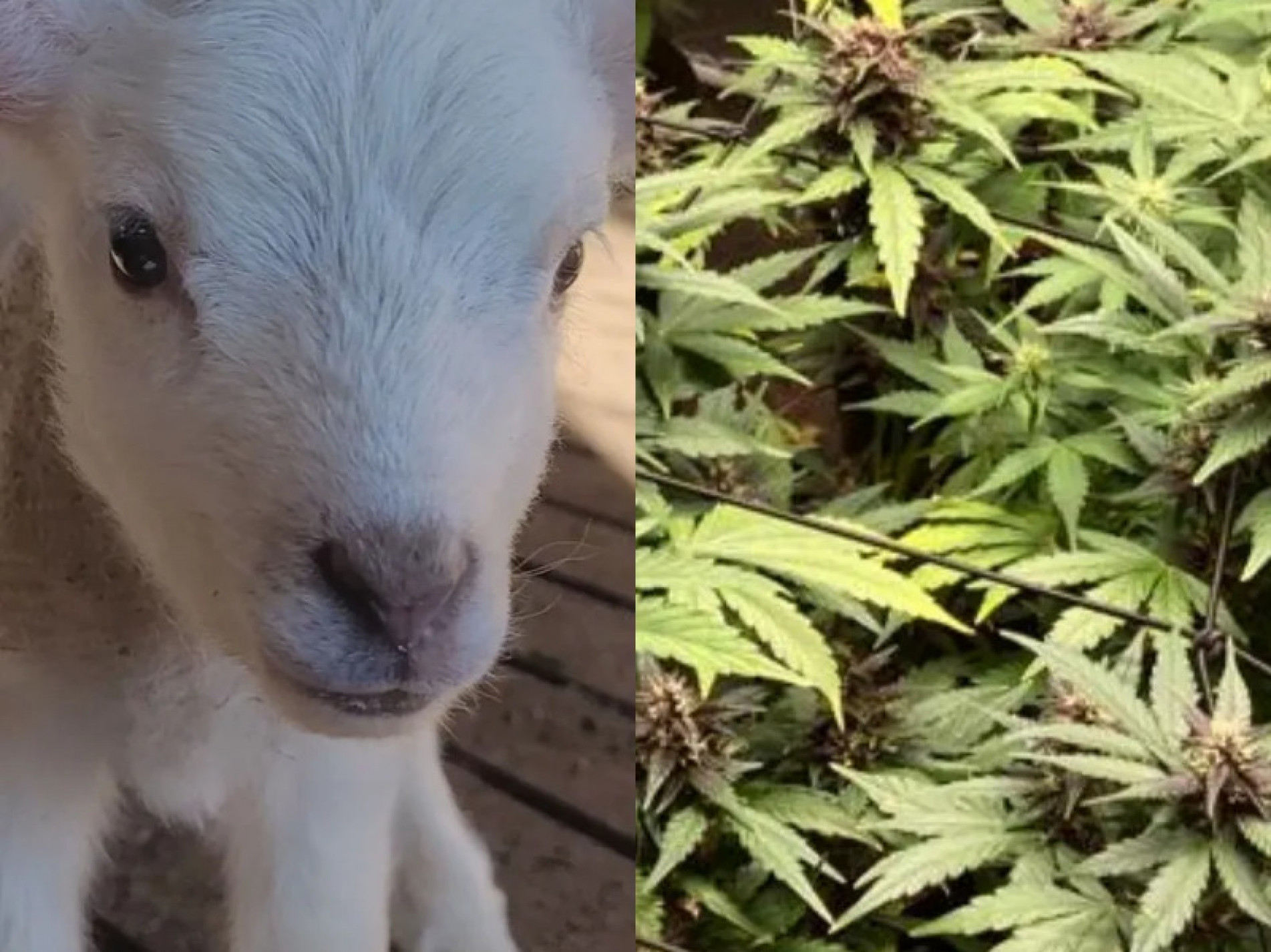 Ovelhas invadem estufa e comem plantação de maconha na Grécia