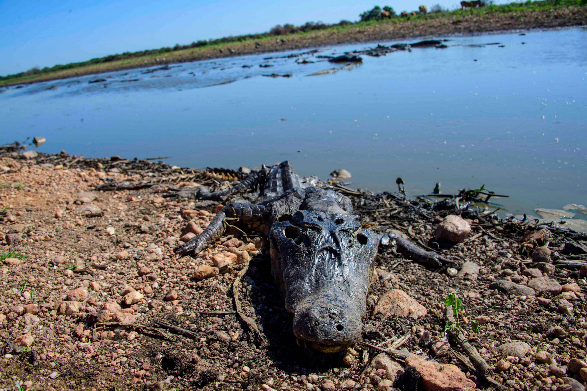 Fogo coloca fauna do Pantanal em risco