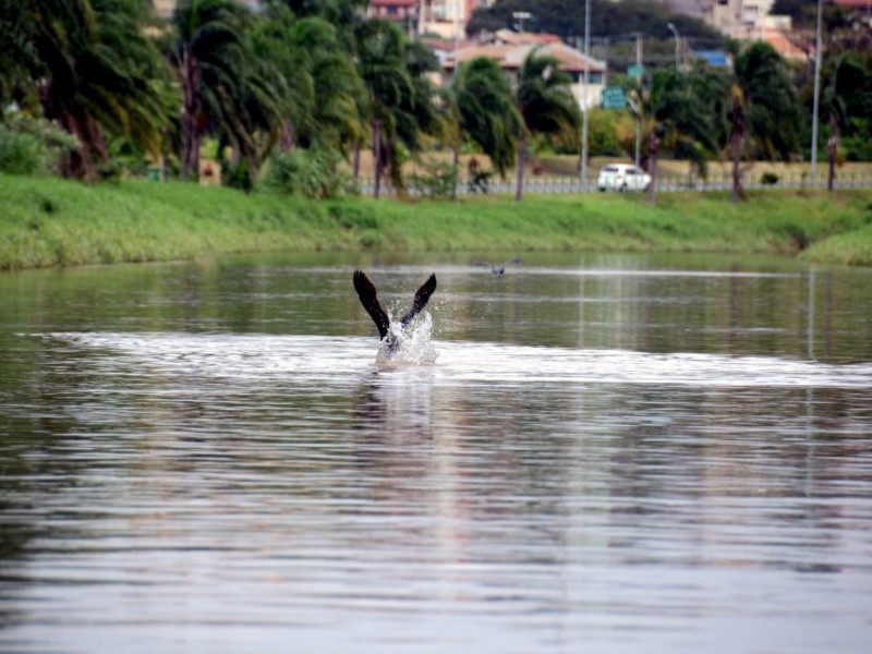 Exposição destaca a fauna do Rio Sorocaba